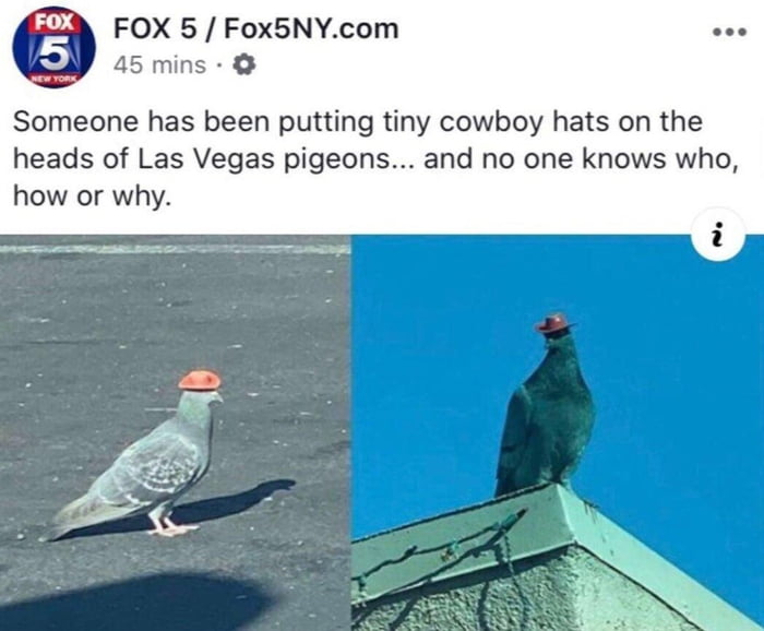 The Last of the Eastern Pigeons - 9GAG