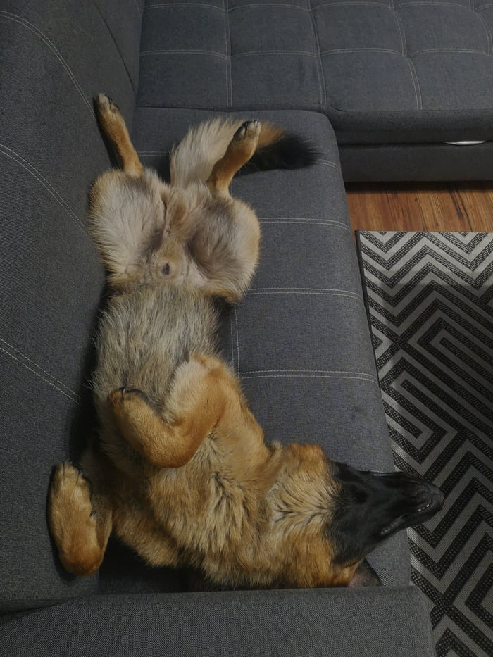 My big and scary guard dog... - 9GAG