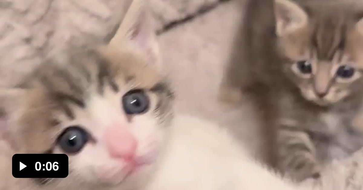 These kittens tend to fall over a lot. - 9GAG