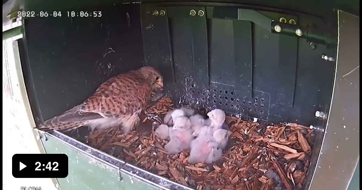 Mother Kestrel repeatedly fends off Jackdaw attacks on its nest while ...