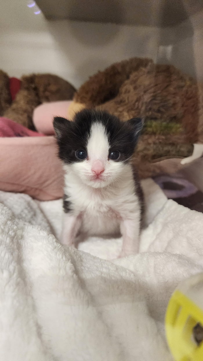 The only thing Hamburlger knows how to do is say "Robble robble" and be ...