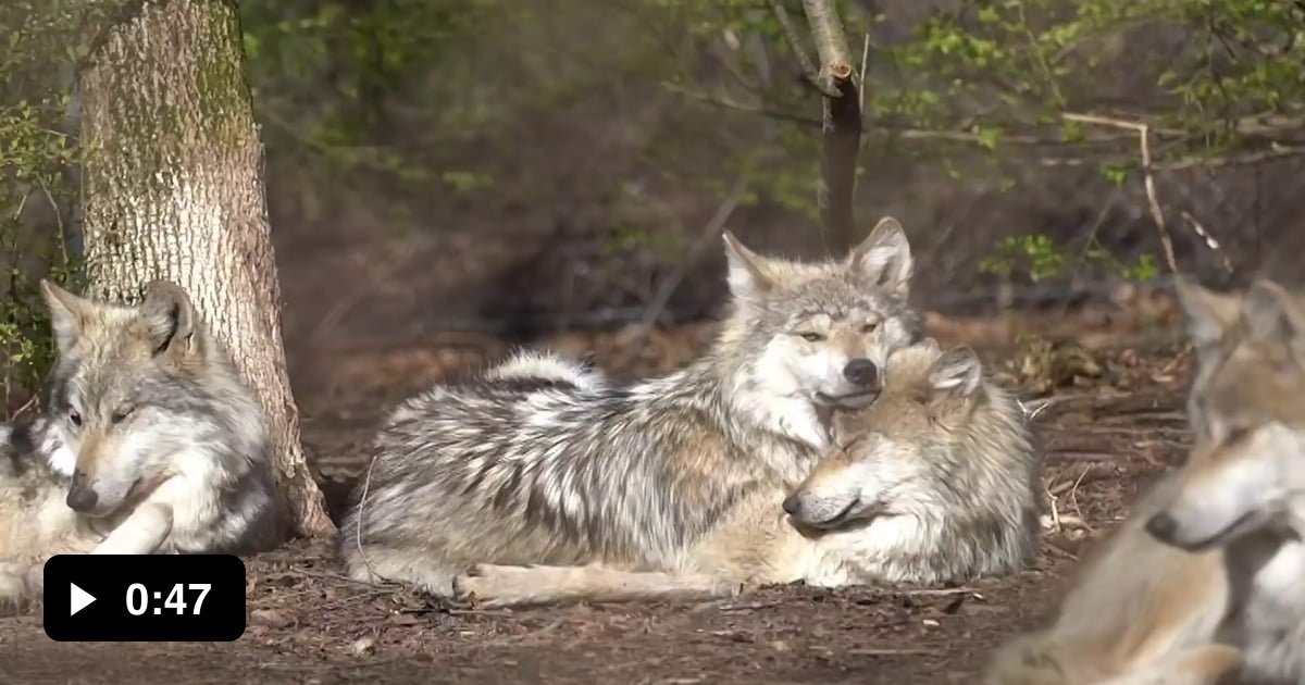 Here's a video of wolves get a better relationship than you. - 9GAG