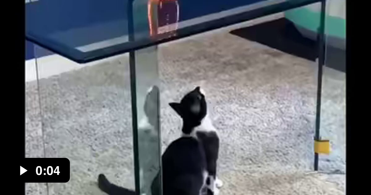 Sharing cat memes as ordered - 9GAG