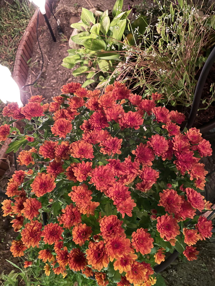 “Mums” the word - 9GAG