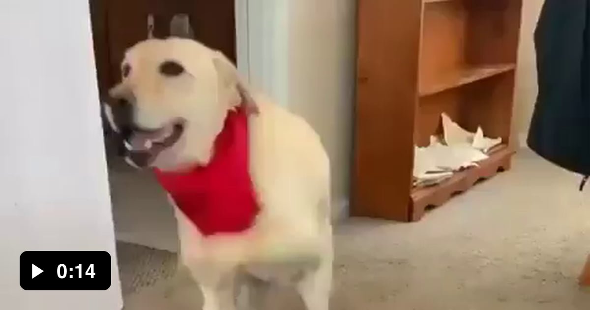 Tap dancing tippy taps - 9GAG