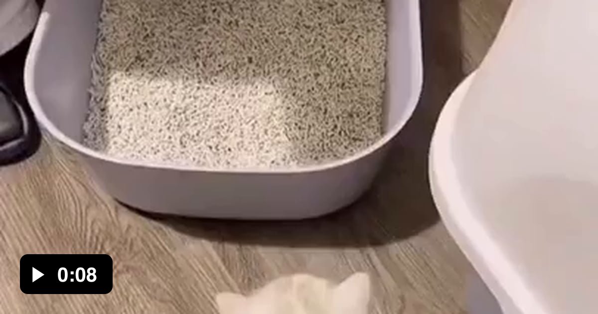 Lil snow ball - 9GAG