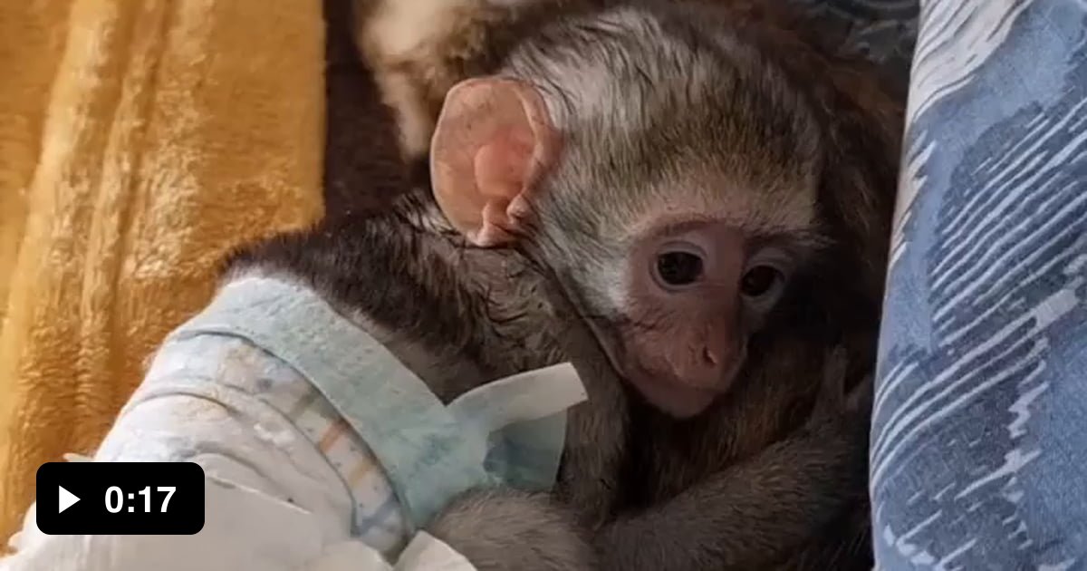 A rescue kitten comforts an orphaned vervet monkey - 9GAG
