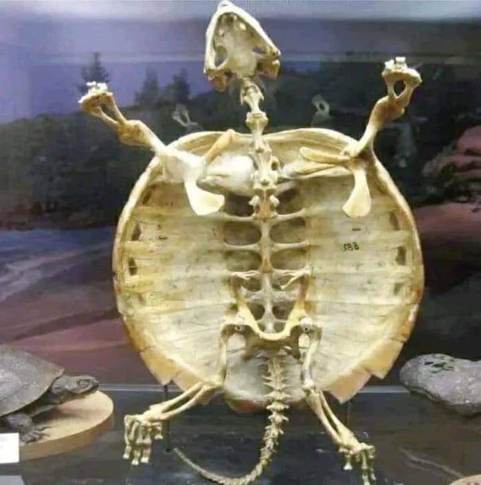 This is the reason why a turtle cannot come out of its shell. - 9GAG