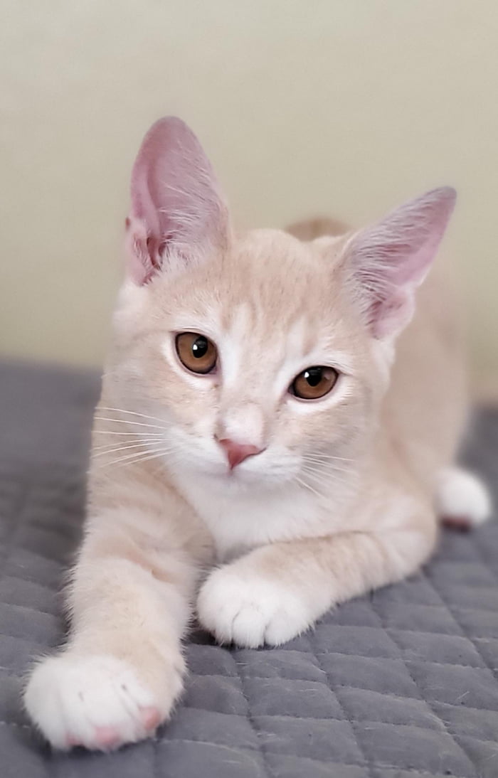 Bleach for the Eyes, Mind, and Spirit: Foster Kitten Kauai and Her ...
