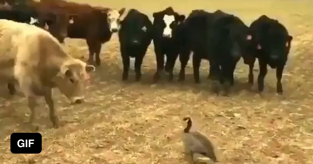 Goose The Great. Striking fear in the hearts of its enemies - 9GAG