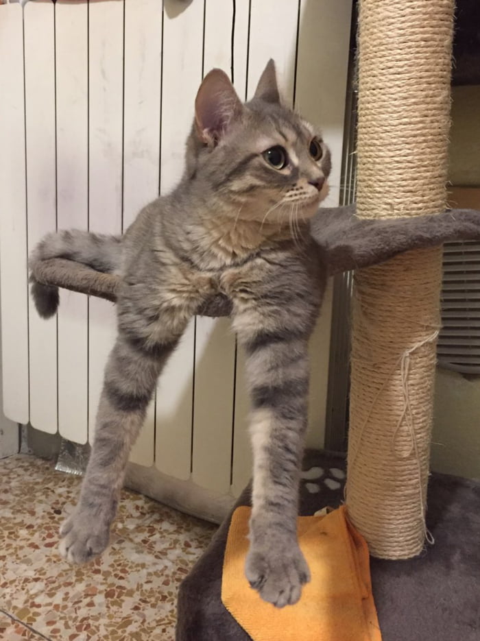 El gato paws of fur(r)y - 9GAG