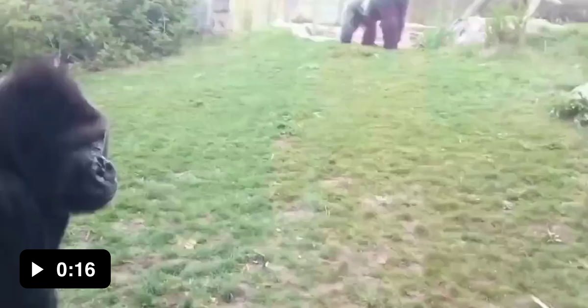 A silverback gorilla react to a little girl banging her chest - 9GAG