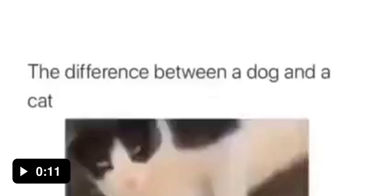 Doggo vs catto - 9GAG