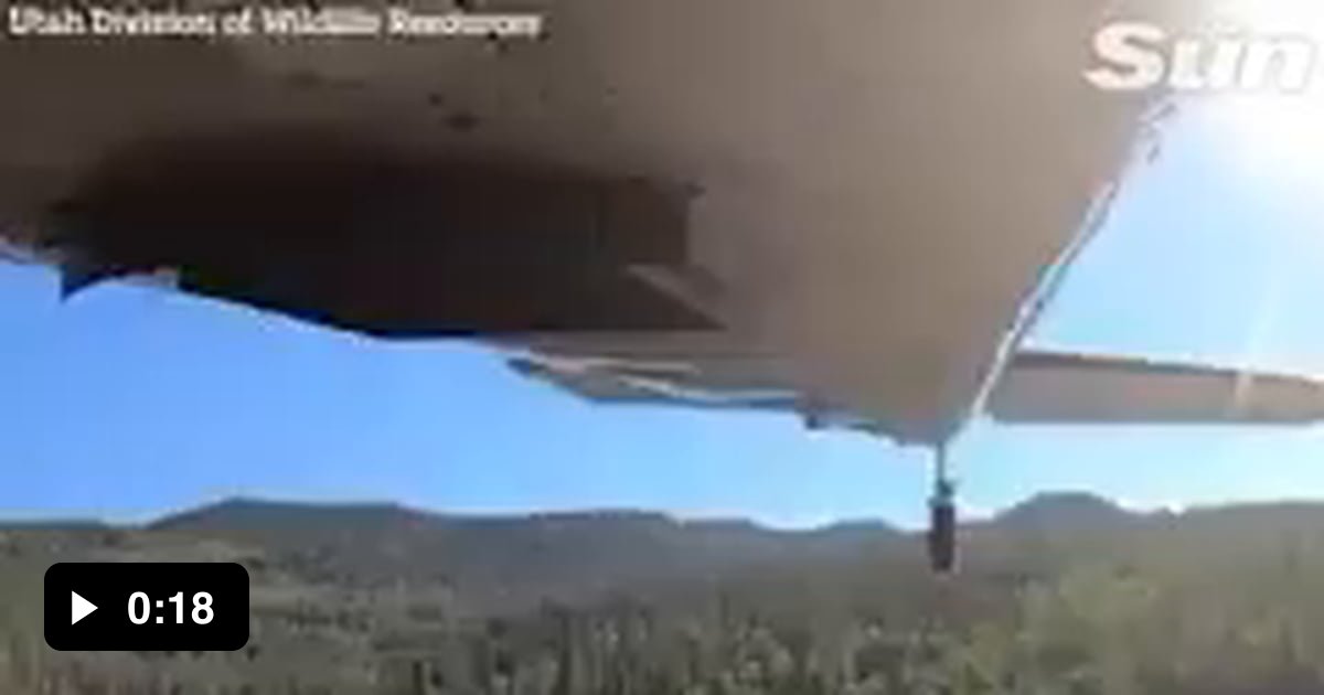 Thousands of fish dropped from plane into Utah lakes. Wildlife ...