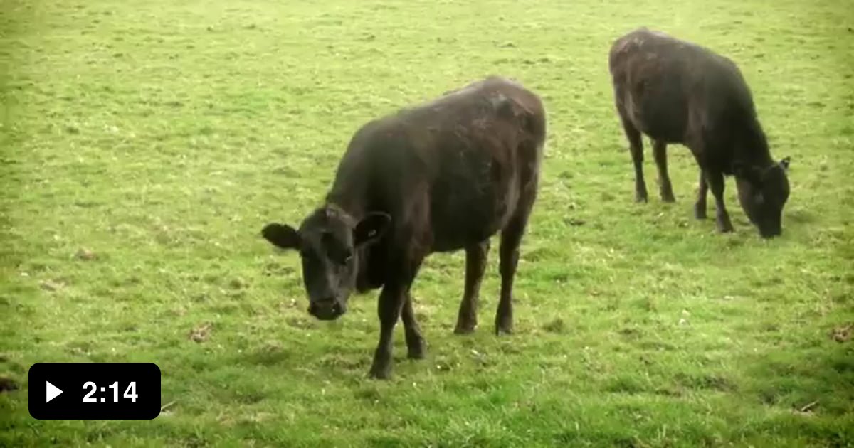 Cow cow & cow - 9GAG