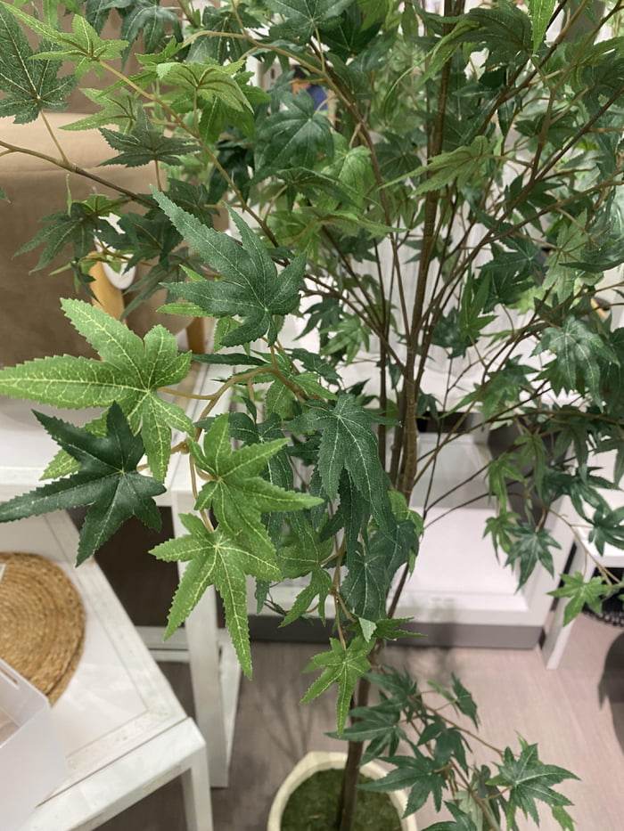 Target is selling fake marijuana trees - 9GAG