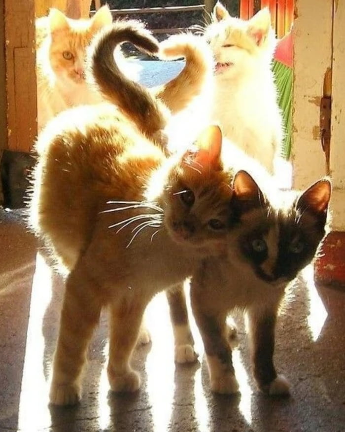 Love 9gag 0013