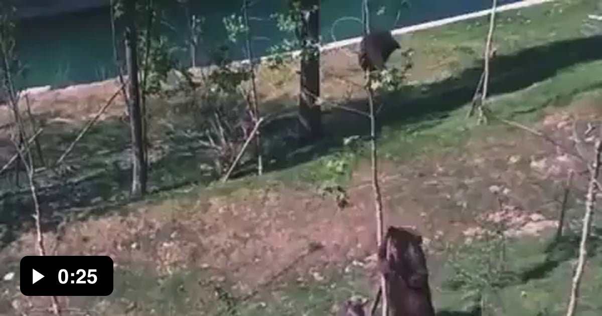 Kid, get down here! Dont make momma come up there! - 9GAG