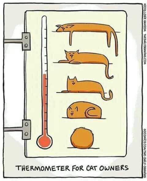 Thermometer For Cat Owners 🤷♀️ - 9GAG