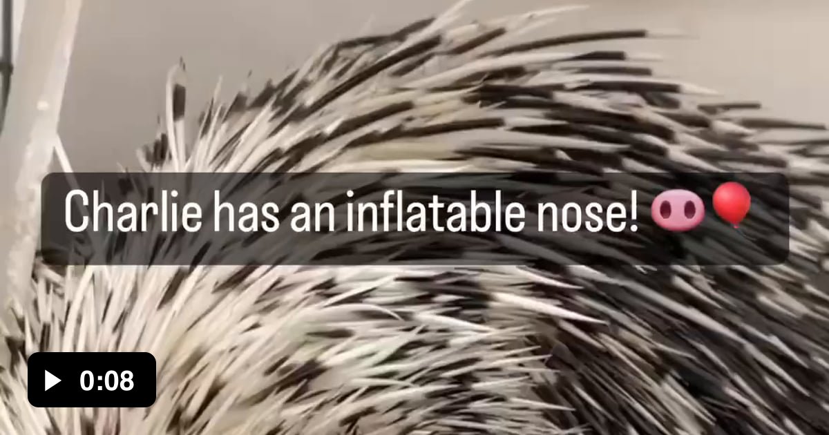 Charlie has an inflatable nose - 9GAG