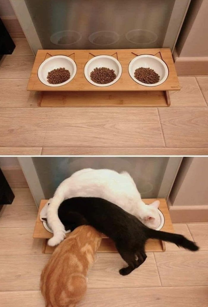 These cats - 9GAG