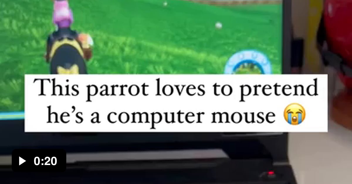 This little parrot wants to be a computer mouse. - 9GAG