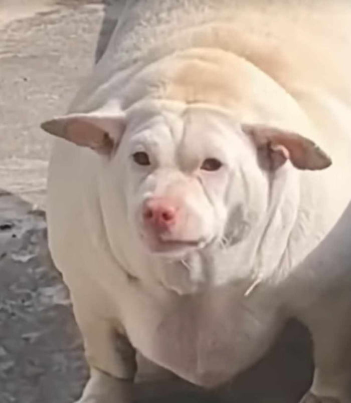 What's the dog breed? --> Murican - 9GAG