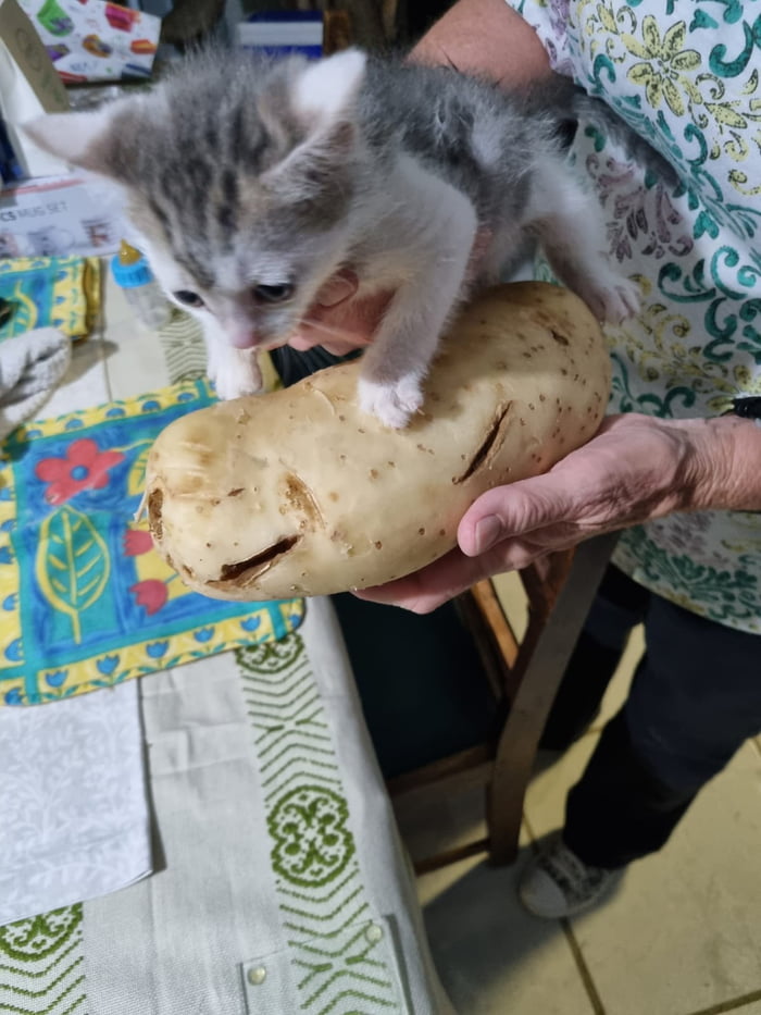 Kitten the size of a potato. Quite a large potato but still. - 9GAG