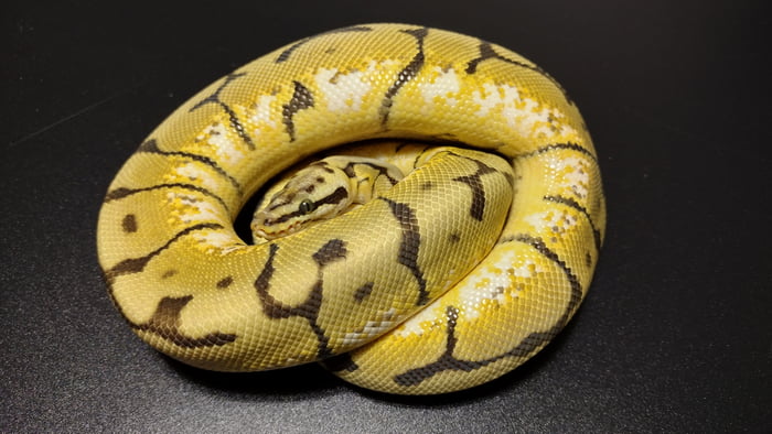 Bumblebee Ball Pythons - 9GAG