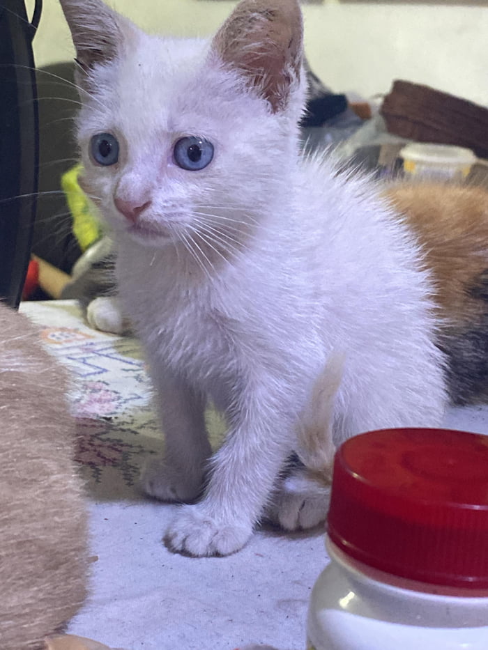 No thought behind those eyes - 9GAG