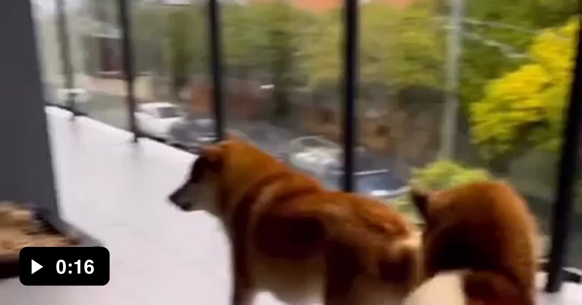 Shiba being annoying derp - 9GAG