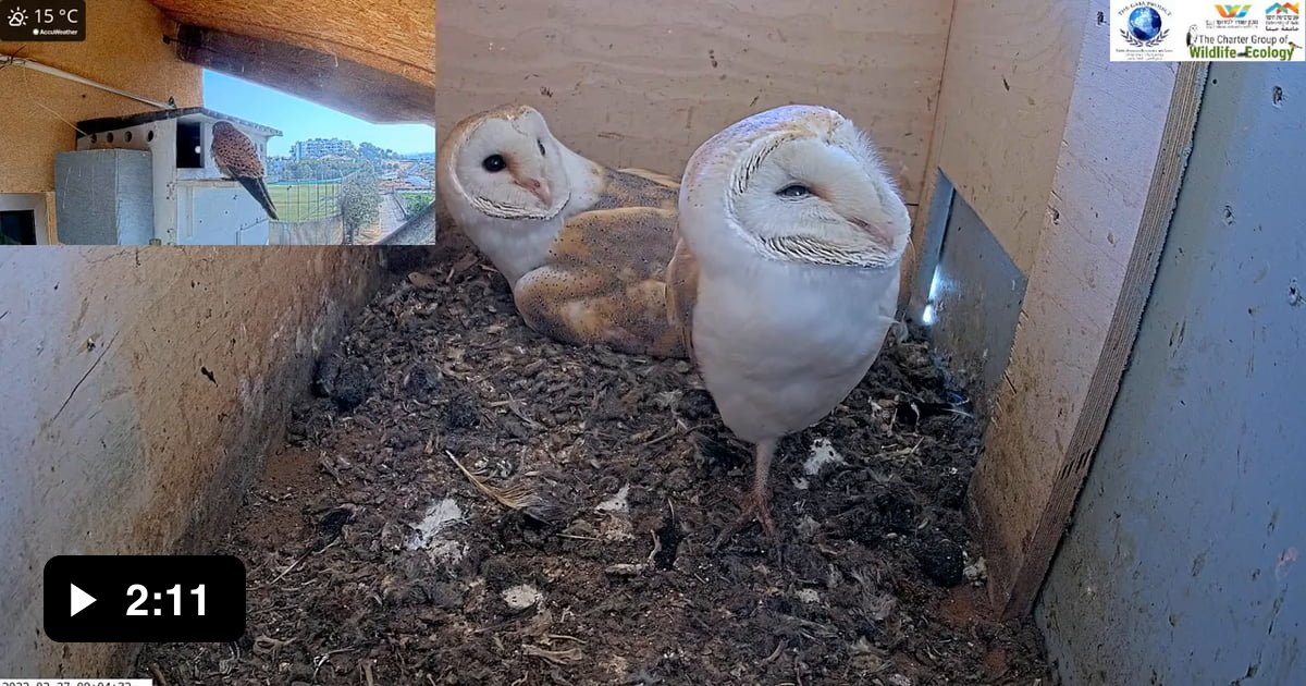 Barn Owls fight off home invasion - 9GAG