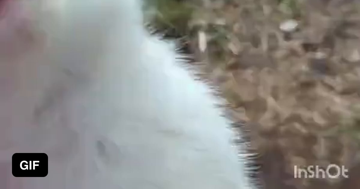 Gatze streicheln - 9GAG