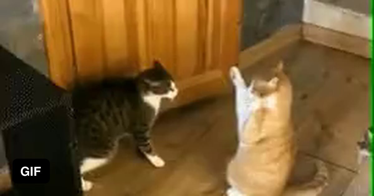 Neymar's cat - 9GAG
