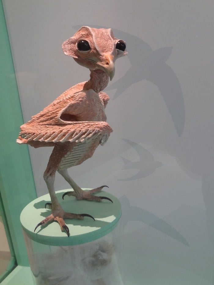 This is what owls look like without feather - 9GAG