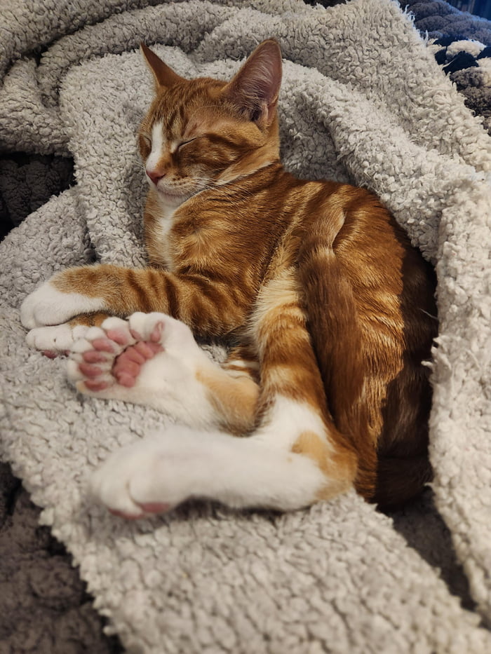 This Cat's Feet Are Units - 9GAG