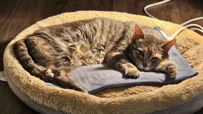 Had to help our 15 year old girl Izzy get the much needed rest she deserves today. Never gets ...