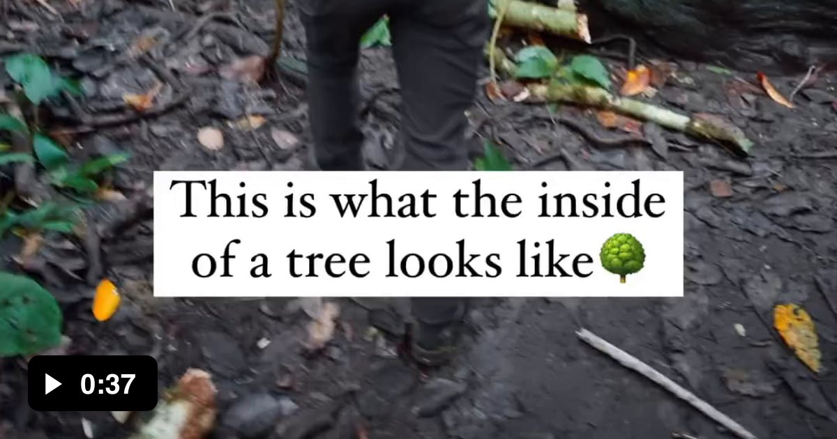 Inside a tree - 9GAG