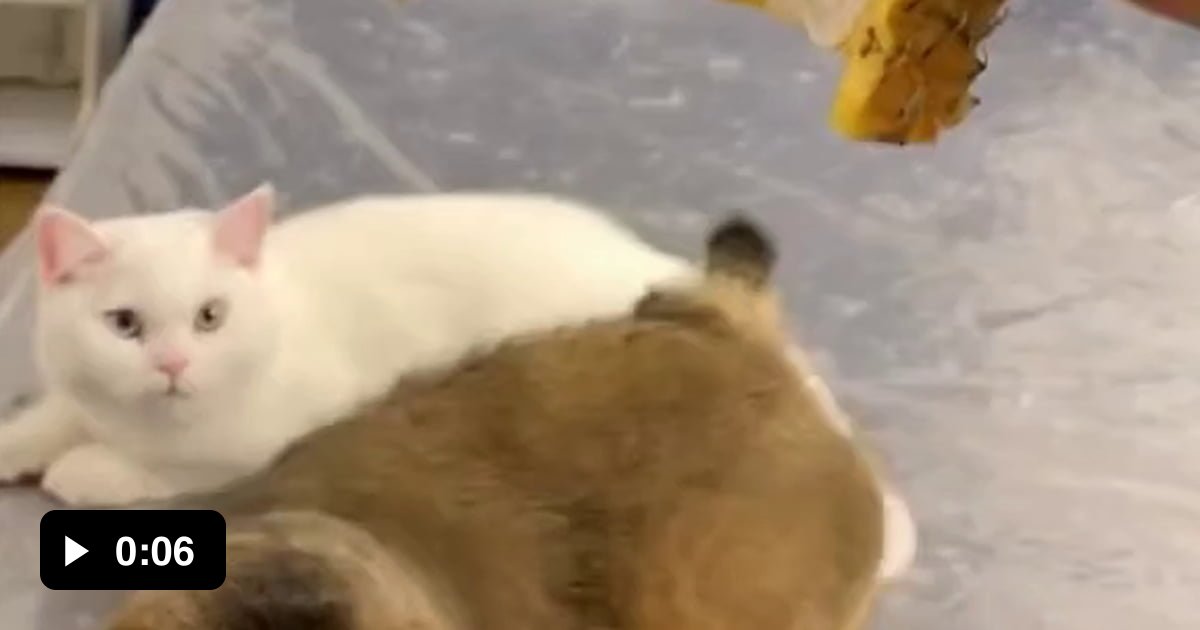 Kitty cat the queen. enjoying moment. - 9GAG