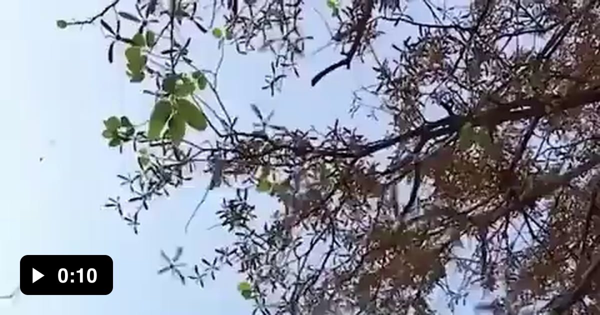 Seeds falling from a Shorea Siamensis tree. Native to Southeastern Asia ...