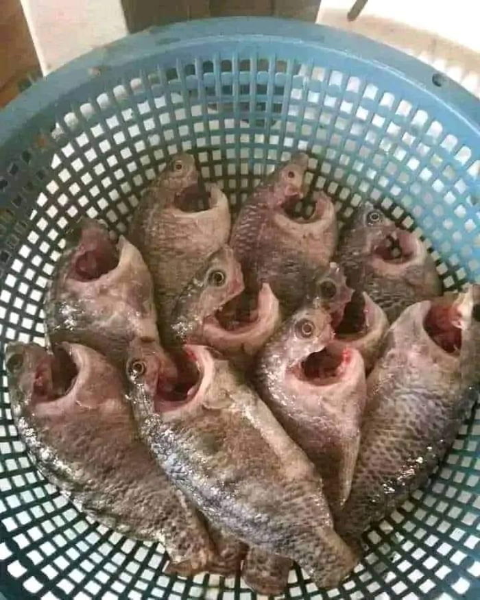 Ha ha ha ( Fish said) - 9GAG