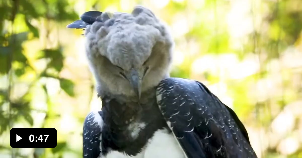 Raptors dive towards their prey in a logarithmic spiral path with ...