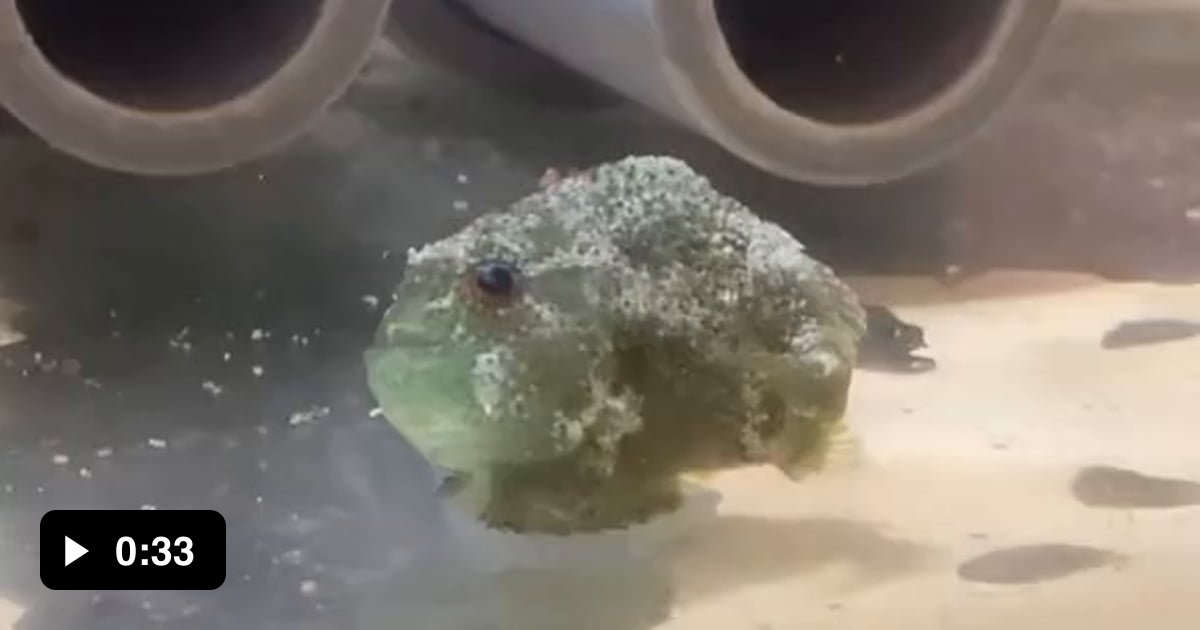 Beautiful Fish - 9GAG