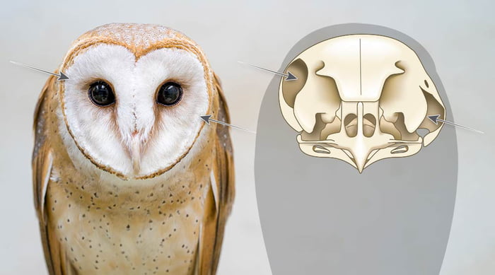 Owls’ ears are located under the feathers covering the facial disc. In ...