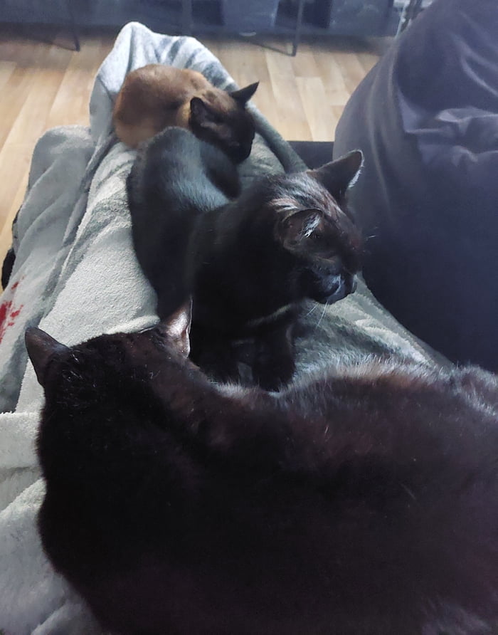 Naptime with my glorious warriors - 9GAG