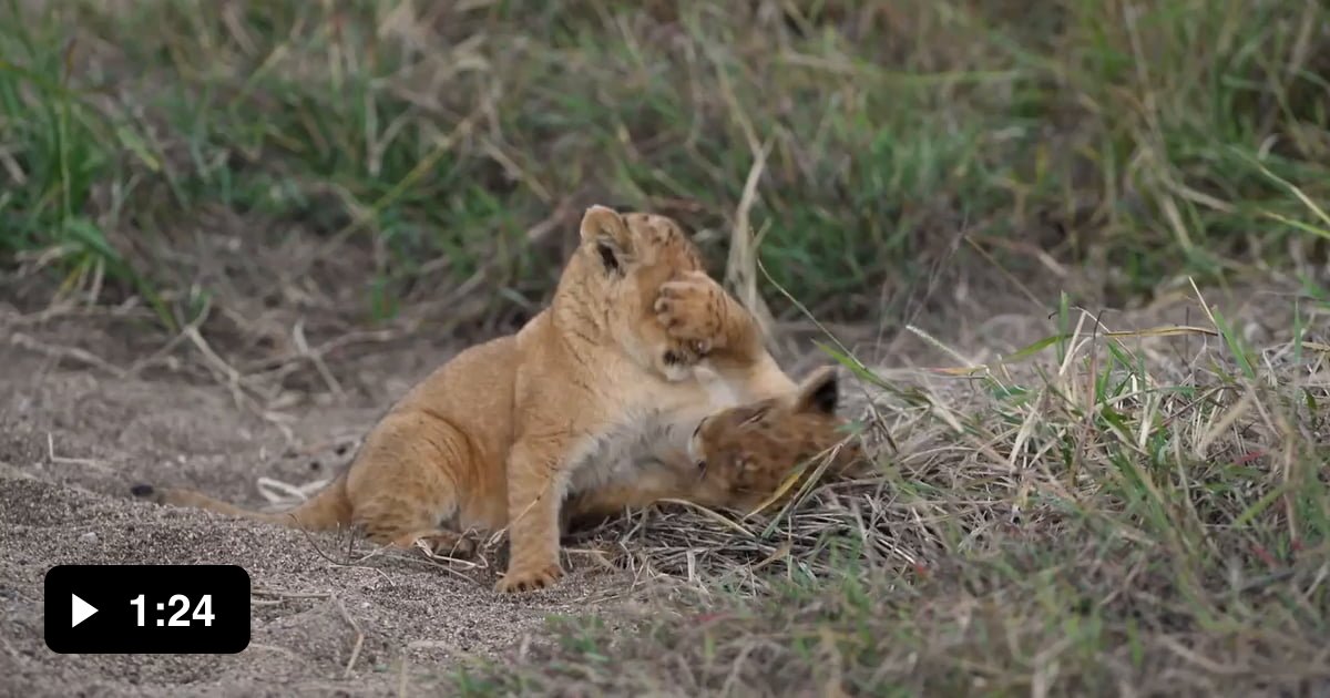 Babysitter working to keep the small lion cubs under control. - 9GAG