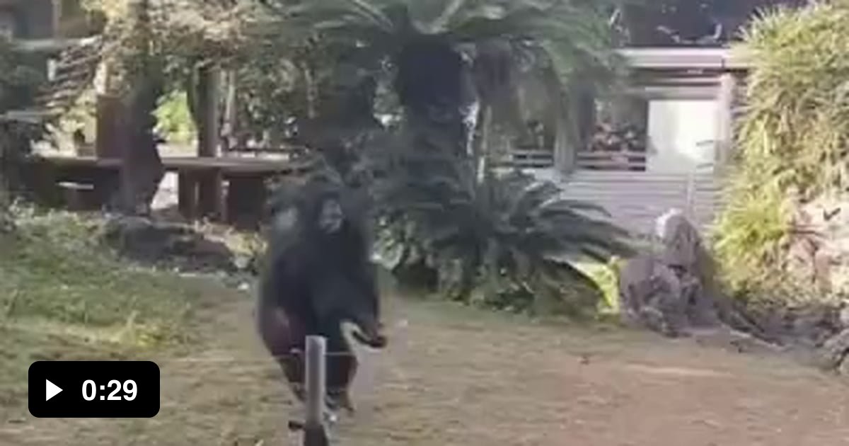 Payback for harambe - 9GAG