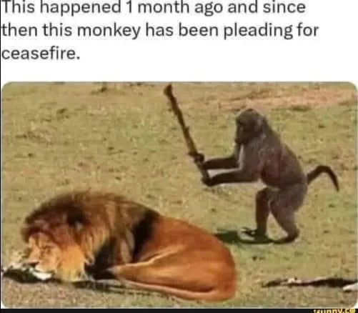 Monkey - 9GAG