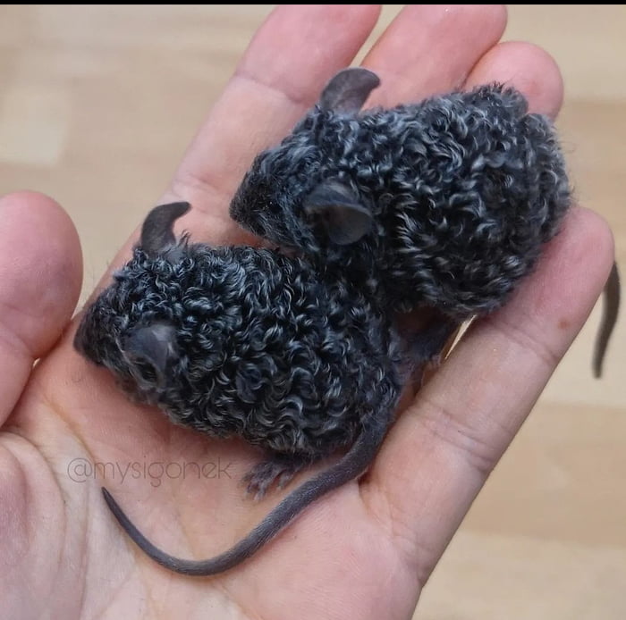 Curly haired mice - 9GAG