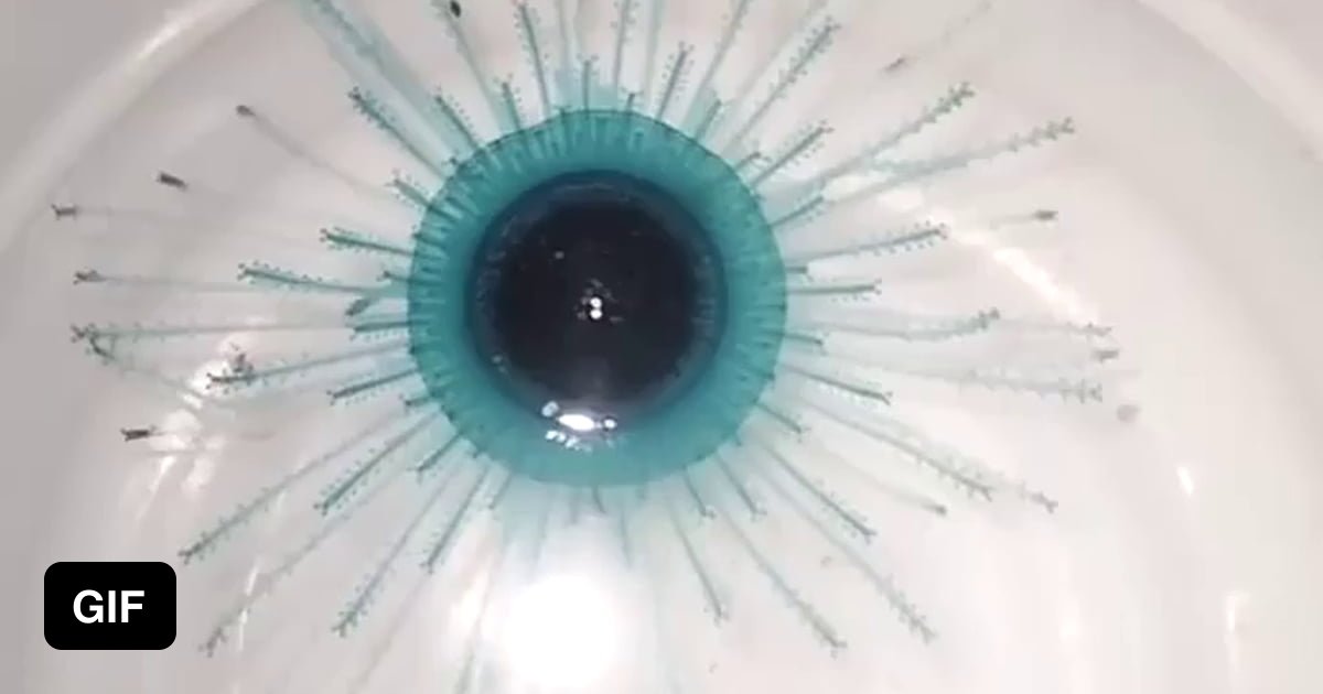 A floating "Blue Button" is a colony of organisms with a single mouth ...